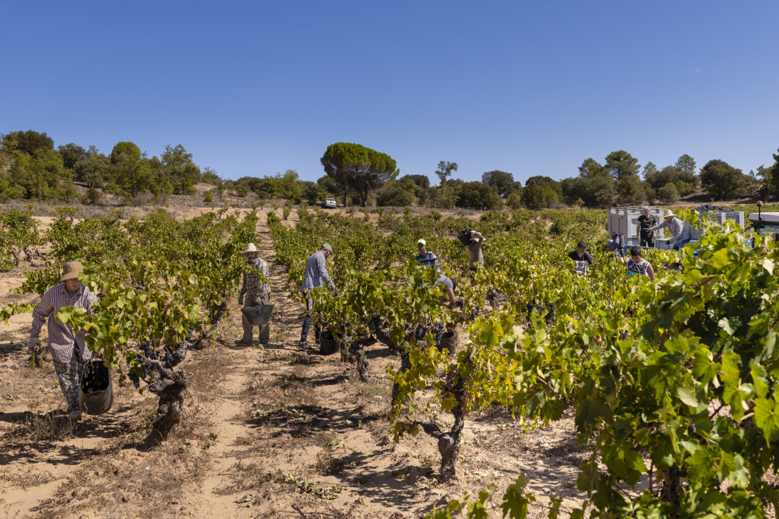 Vendimia 2022: Cillar de Silos - Cillar de silos