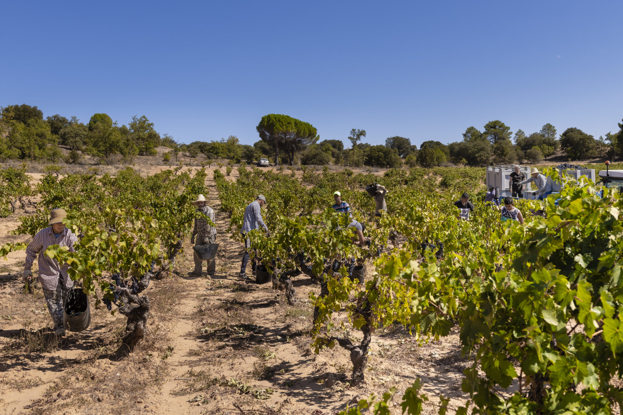 Vendimia 2022: Cillar de Silos - Cillar de silos