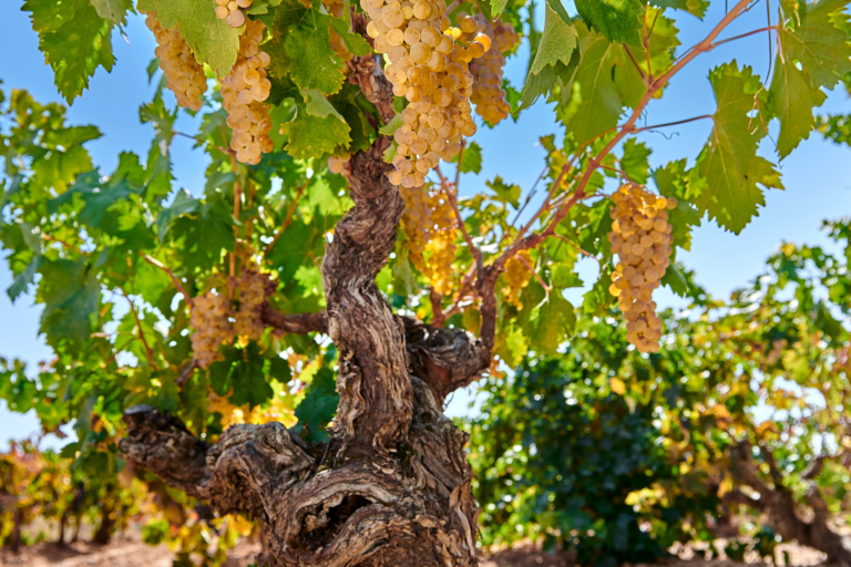 Albillo Mayor: Nuestro tesoro en la Ribera blanca - Cillar de silos