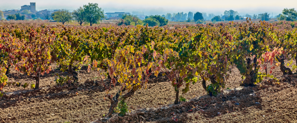 Enoturismo - Cillar de silos